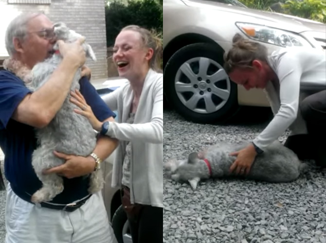 Watch This Dog Pass Out Because Of Happiness!
