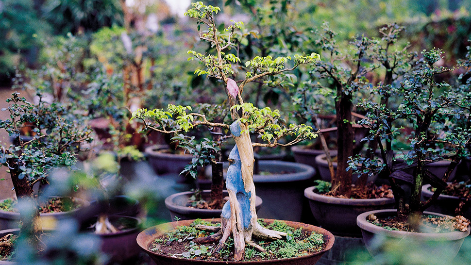 Balete Bonsai