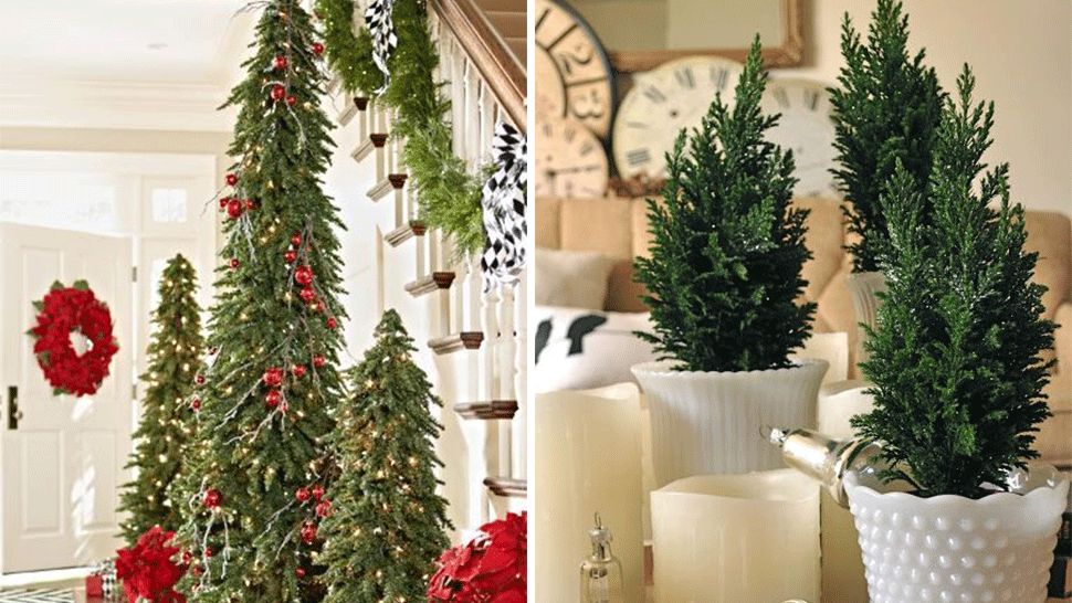 8 Kinds of Christmas Trees You Need to Know