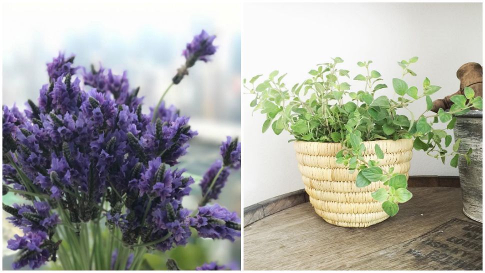 5 Plants That Can Boost Your Mood