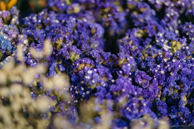 Common Flowers In Dangwa | Best Flower Site