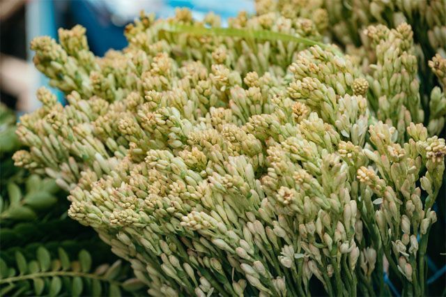 Kinds Of Flowers Available In Dangwa | Best Flower Site