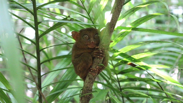 Your Weekend Guide to Bohol, Central Visayas