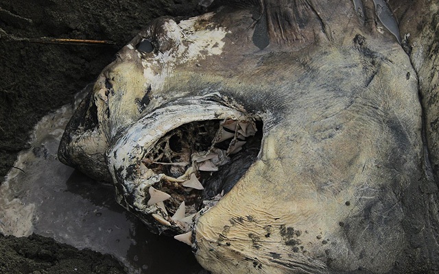 National Museum To Display Jaws of Dead Shark from Aurora