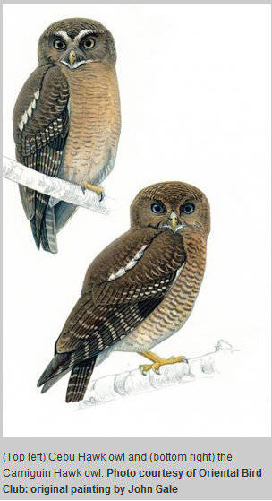 Two new owls discovered in PH: One found in Camiguin Sur, the other in Cebu