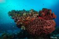 Australian researchers to launch "virtual tour" of Tubbataha Reef