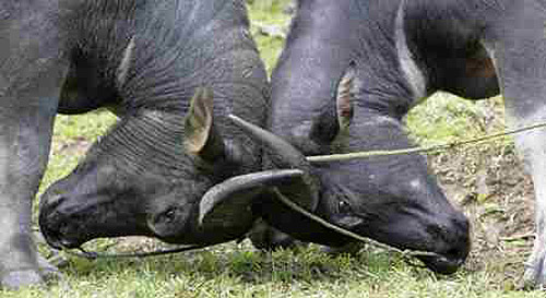 10 Bizarre and Fascinating Philippine Festivals